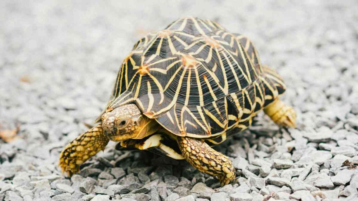 pet tortoise types