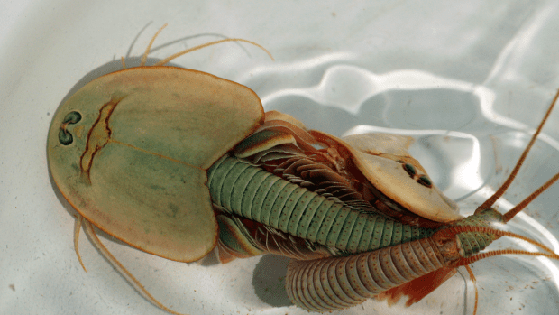 Ancient Three-Eyed Dinosaur Shrimp Spotted at Burning Man - HubPages