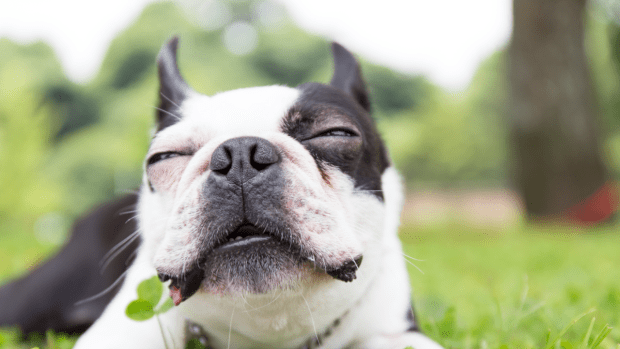 Man Playing Catch With Dog Perplexed by Second Dog That Comes Out of ...