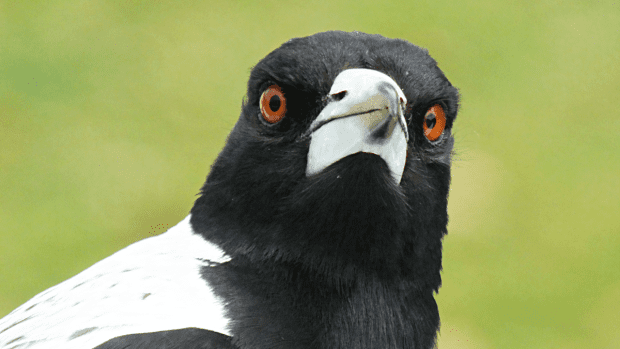 Woman Makes ‘Scarecrow’ To Get Rid of Magpies but Instead They End up ...