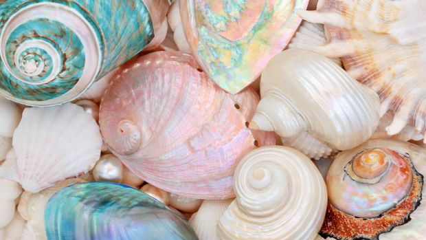 Here’s Why Some Folks Warn Against Collecting Beach Shells - HubPages
