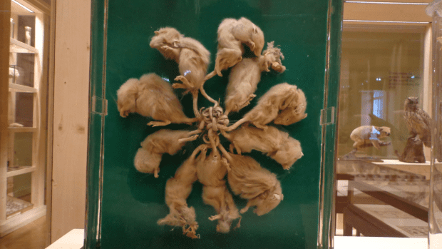 Man Breaks Down What ‘Rat Kings’ Really Are for ‘Intellectual’ Jordan ...