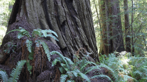 Redwood Hiker Captures Fern ‘Waving’ at Him and People Are Convinced It ...