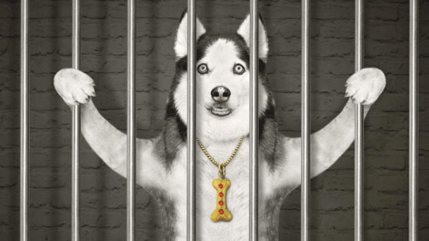 Pet Psychic Claims Gruesome Husky Reading Led to Finding Dog Mom’s ...