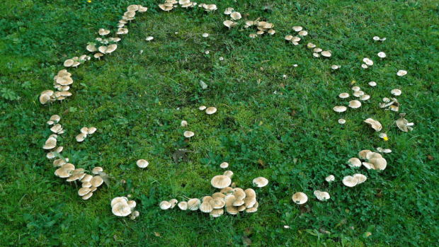 Woman Shocked to Find ‘Evident’ Fae Trap So Close to the City - HubPages