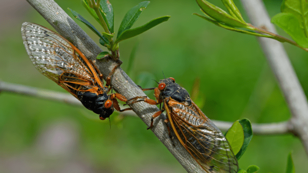 Woman Shares Video of Tree ‘Thanking Her’ for Getting Cicadas to Quiet ...