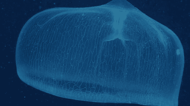 Massive ‘Unidentified’ Sea Creature Caught on Oil Rig Camera - HubPages