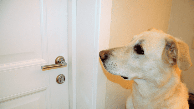 Woman Swears Her Dog Is Exhibiting ‘Fae/Shapeshifter’ Behavior - HubPages