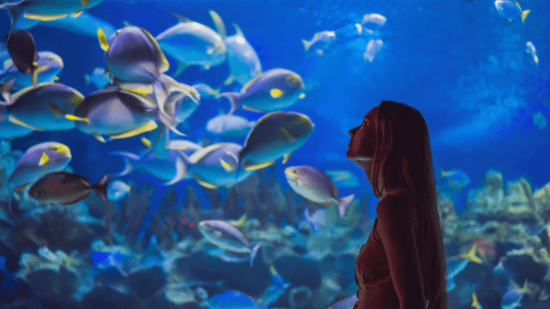 Aquarium Fish Appear to All Be Frozen in Place in Perplexing Matrix ...