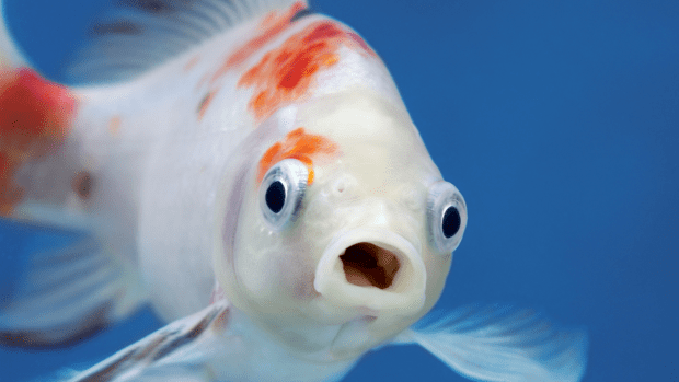 Viral Sensation ‘If I Were a Fish’ Is Becoming a Picture Book Littles ...