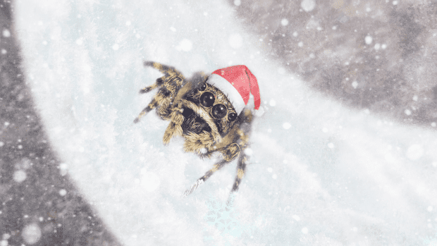 ‘Christmas Spiders’ and the Fascinating Lore Behind Tinsel - HubPages