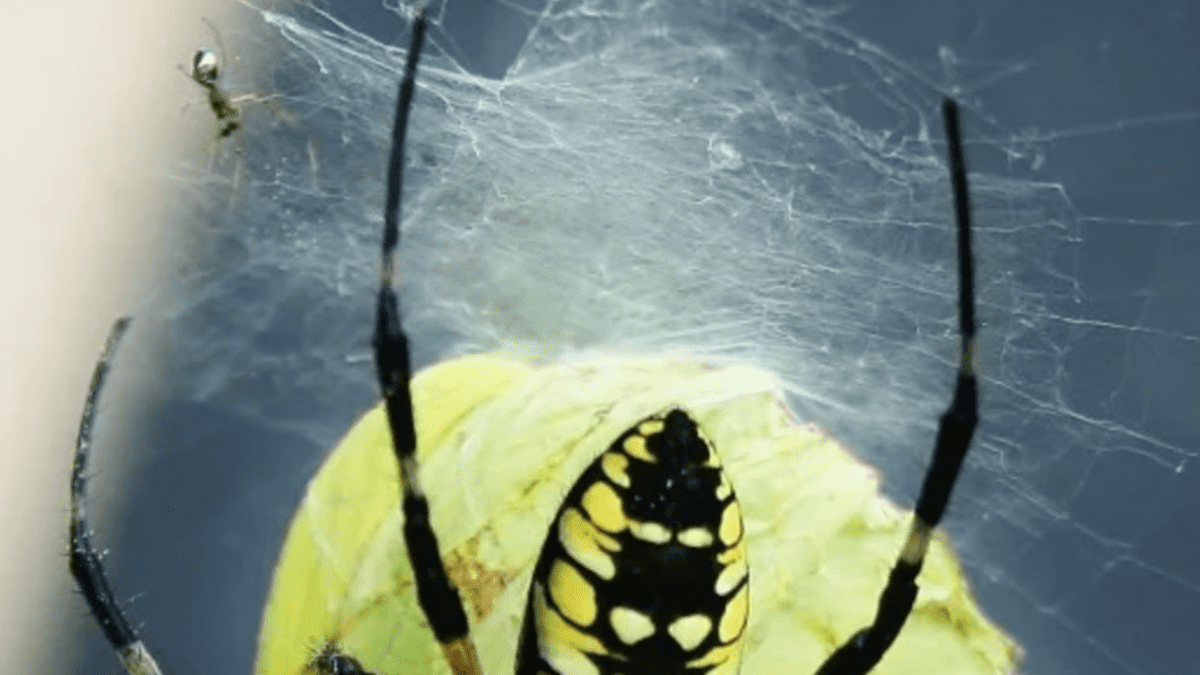 Black And Yellow Garden Spider Egg Sac | Fasci Garden