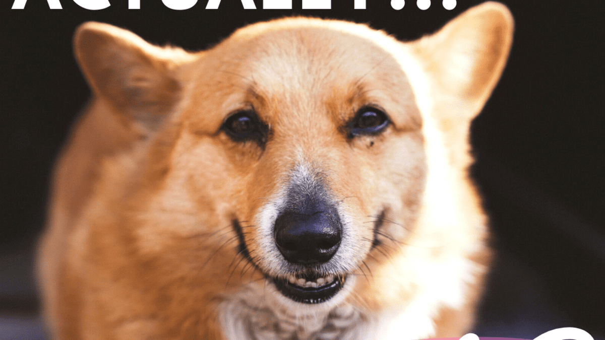 Why Do Dogs Squint And Smile