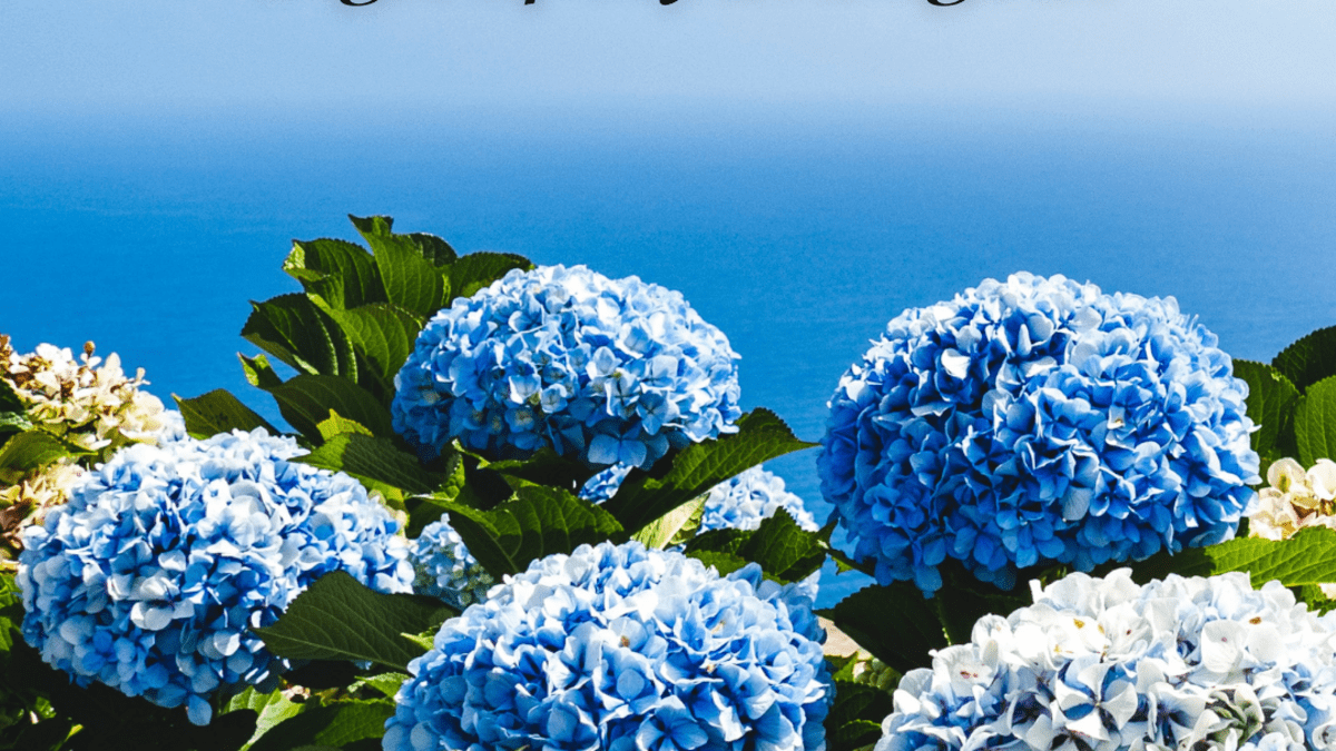 bigleaf hydrangea care