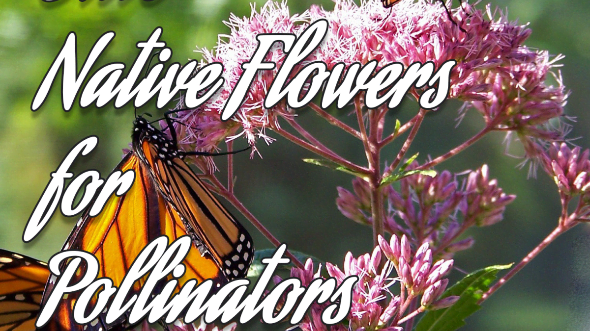 Northeast Ohio Native Flowers | Best Flower Site