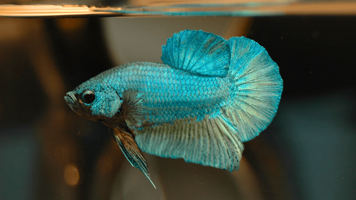 Green Halfmoon Betta Fish