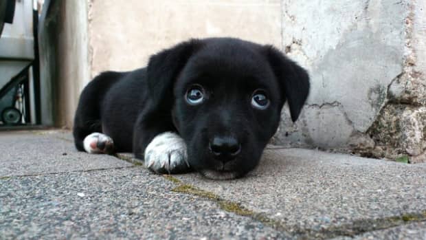 Names for black puppies store