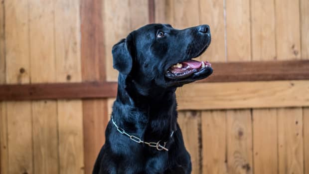Black dog names male store