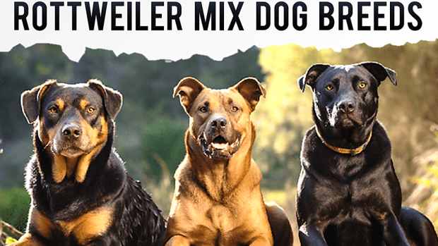 types rottweiler dog