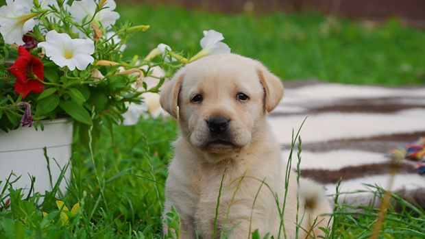 500 Labrador Retriever Names Classic Cool Funny More HubPages