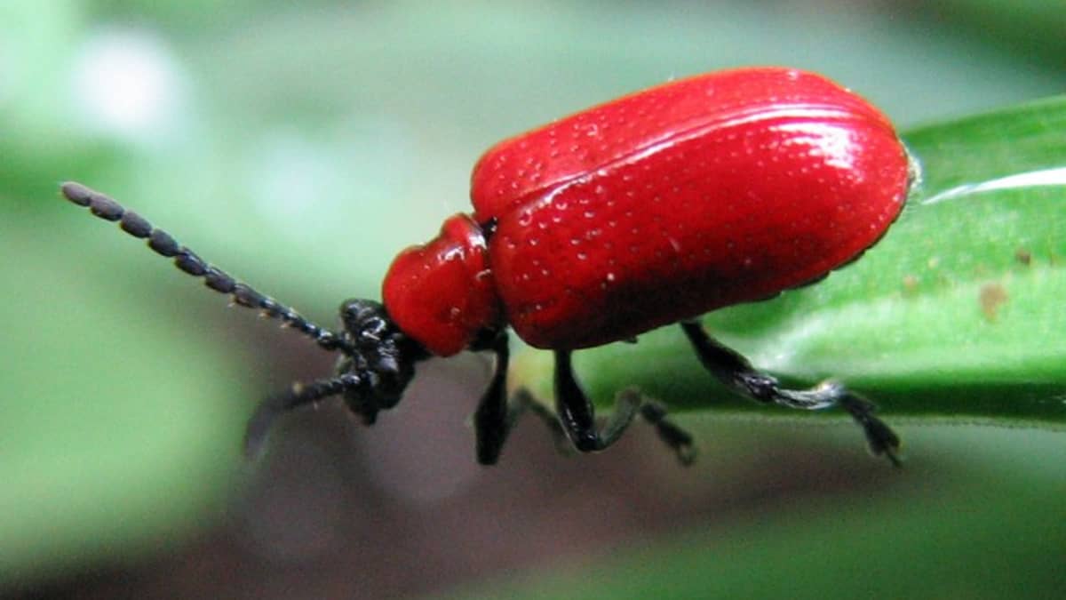 Scarlet lily beetle store