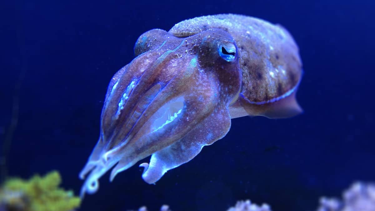 Cuttlefish Facts The World s Most Unique Marine Animal Owlcation
