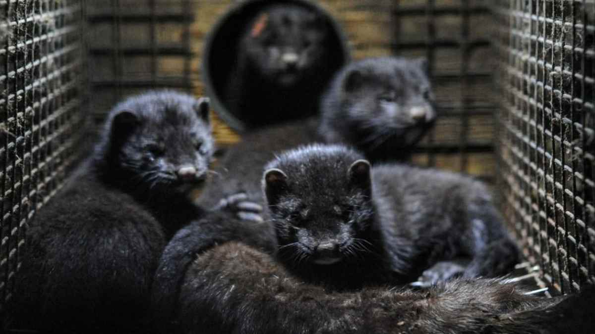 Is Hunting Mink With Dogs Legal