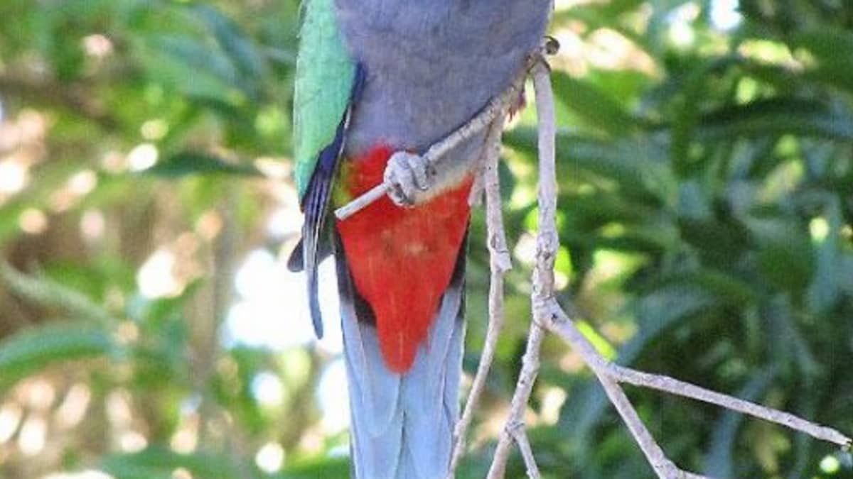 Red capped parrot store