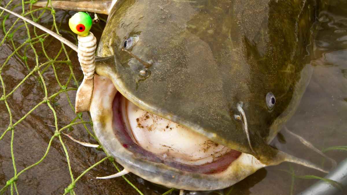 Giant Flathead Catfish New State Record Flathead Catfish Caught In