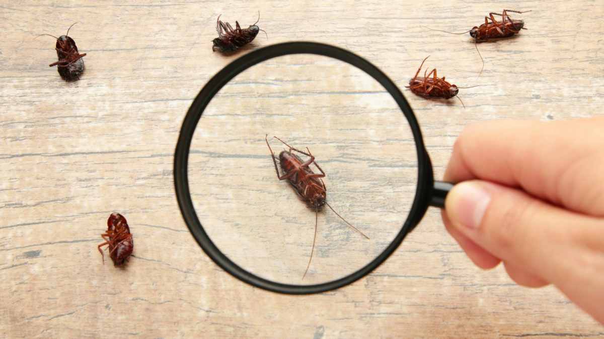 How to Identify Kitchen Bugs With Photos Owlcation