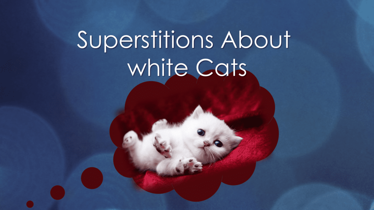 10 Superstitions About White Cats HubPages