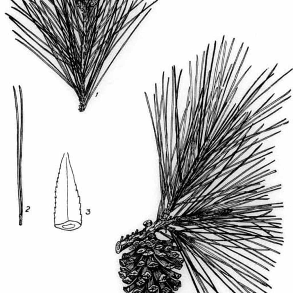 Pine Needle Drawing