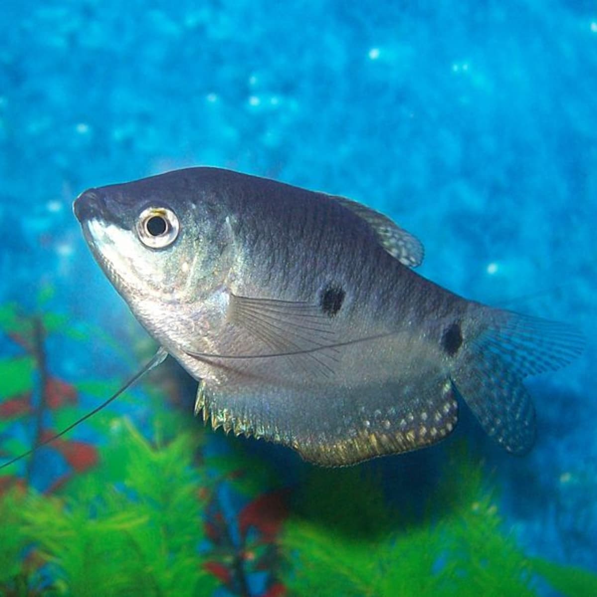 Best Fish For Tank Outlet Sale Save 62 Jlcatj gob mx