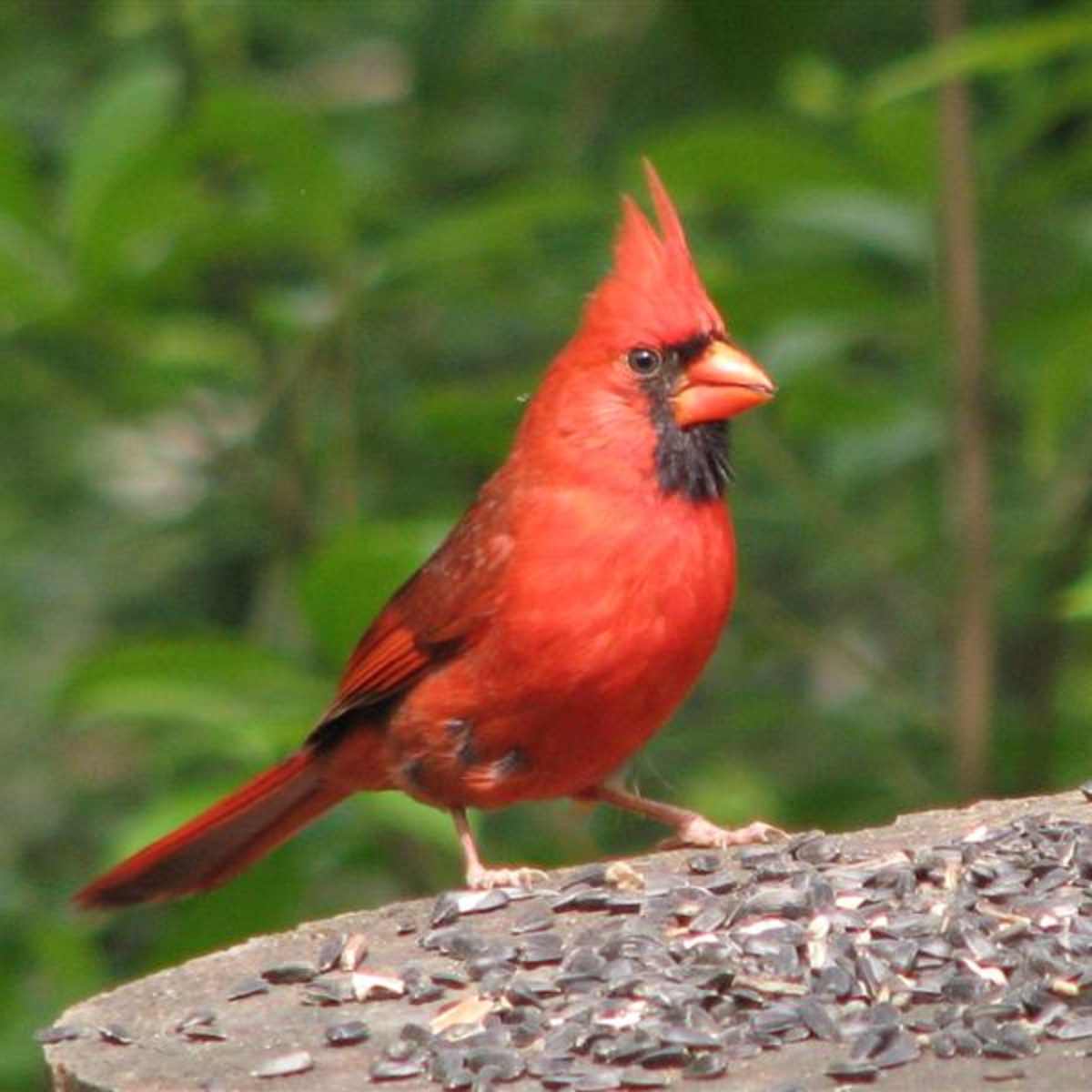 What Do Baby Red Cardinals Look Like Manasocietyvenezuela What Do Baby Red Cardinals Look Like Manasocietyvenezuela