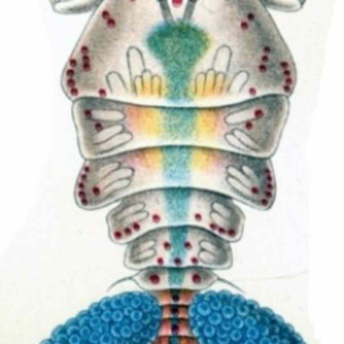 alizarin coloring pages