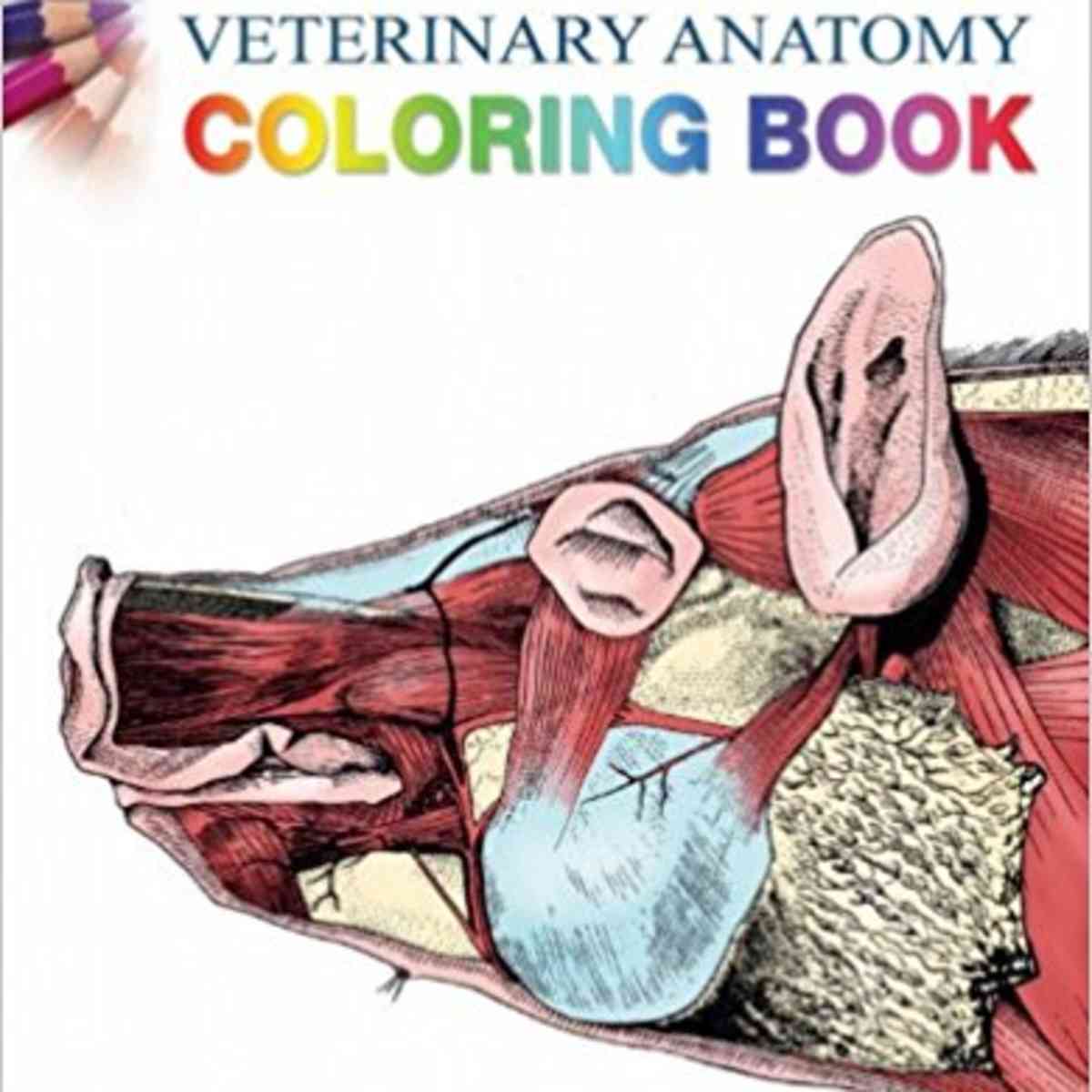 printable veterinary anatomy coloring pages