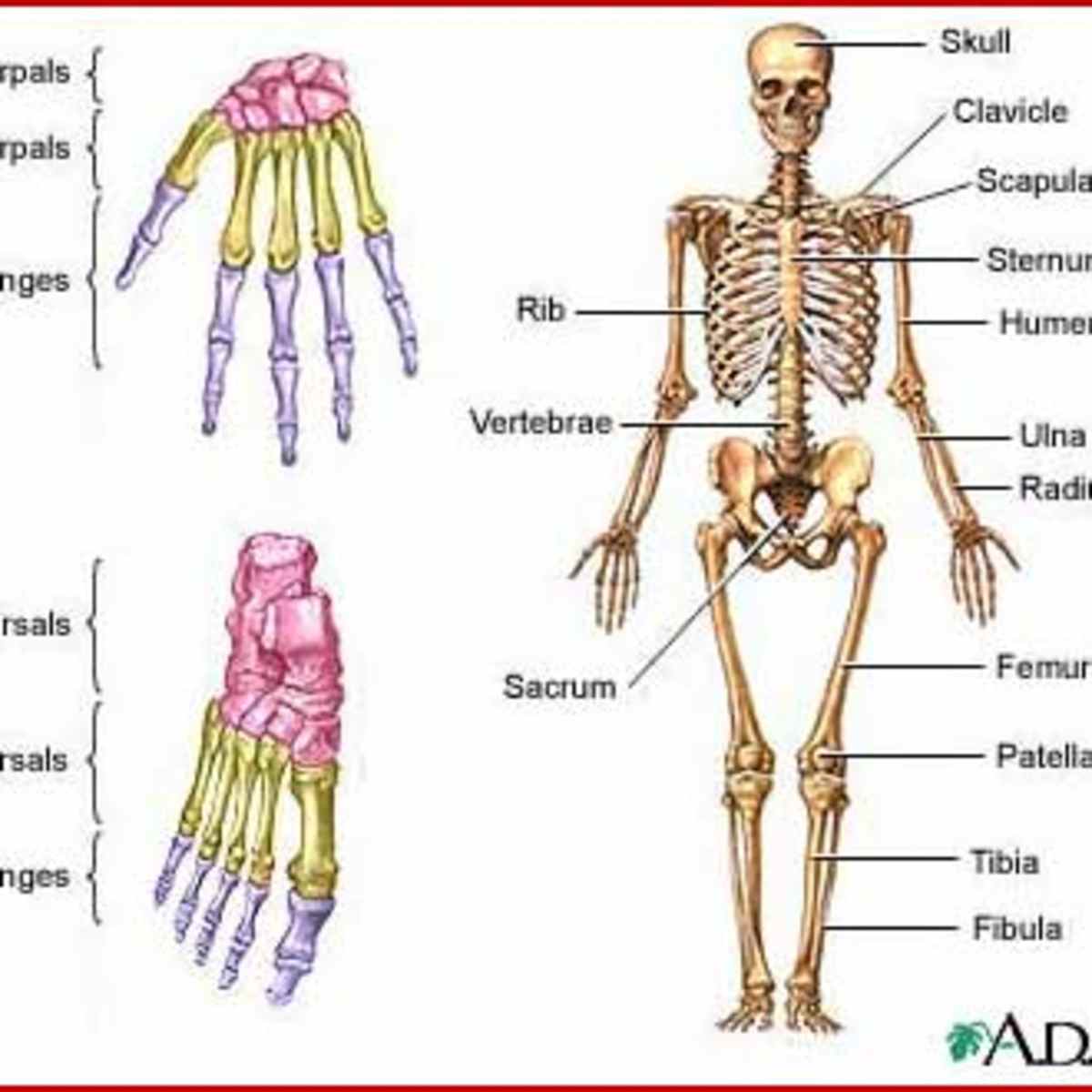 sot skeleton types