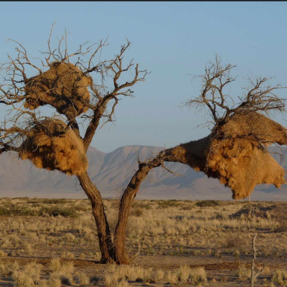 The Incredible World of Sociable Weavers: A City in the Sky – New and Tips