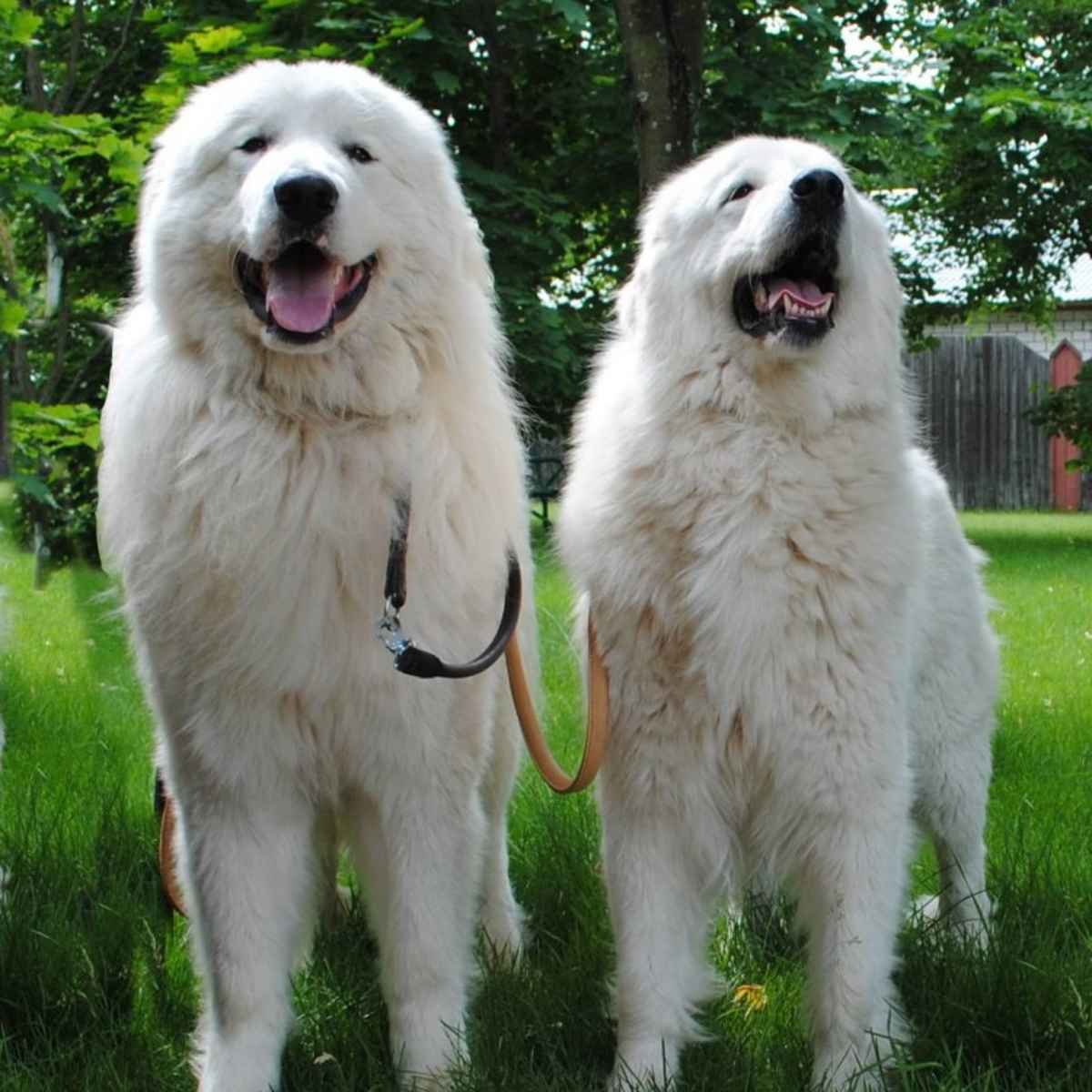 white large dogs