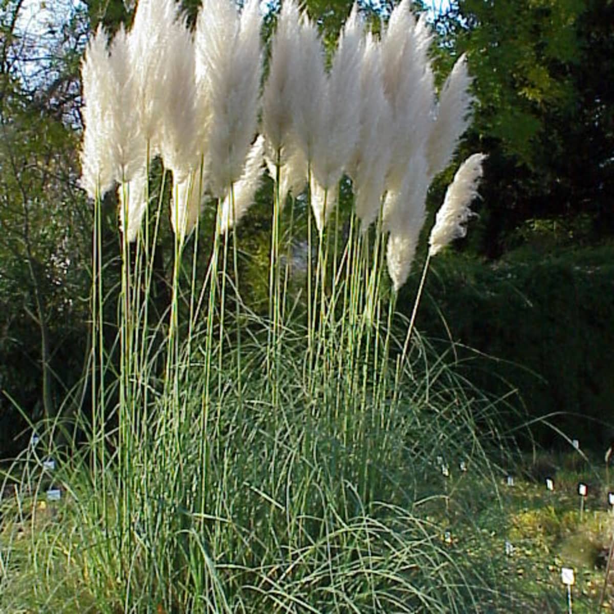 Keyword For Pampas Grass Plant