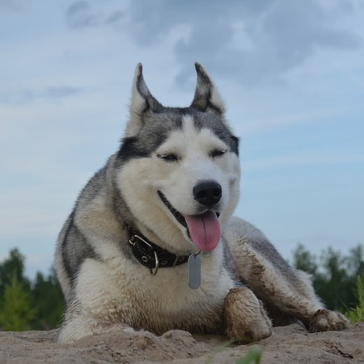 What Does It Mean When A Dogs Ears Stand Up
