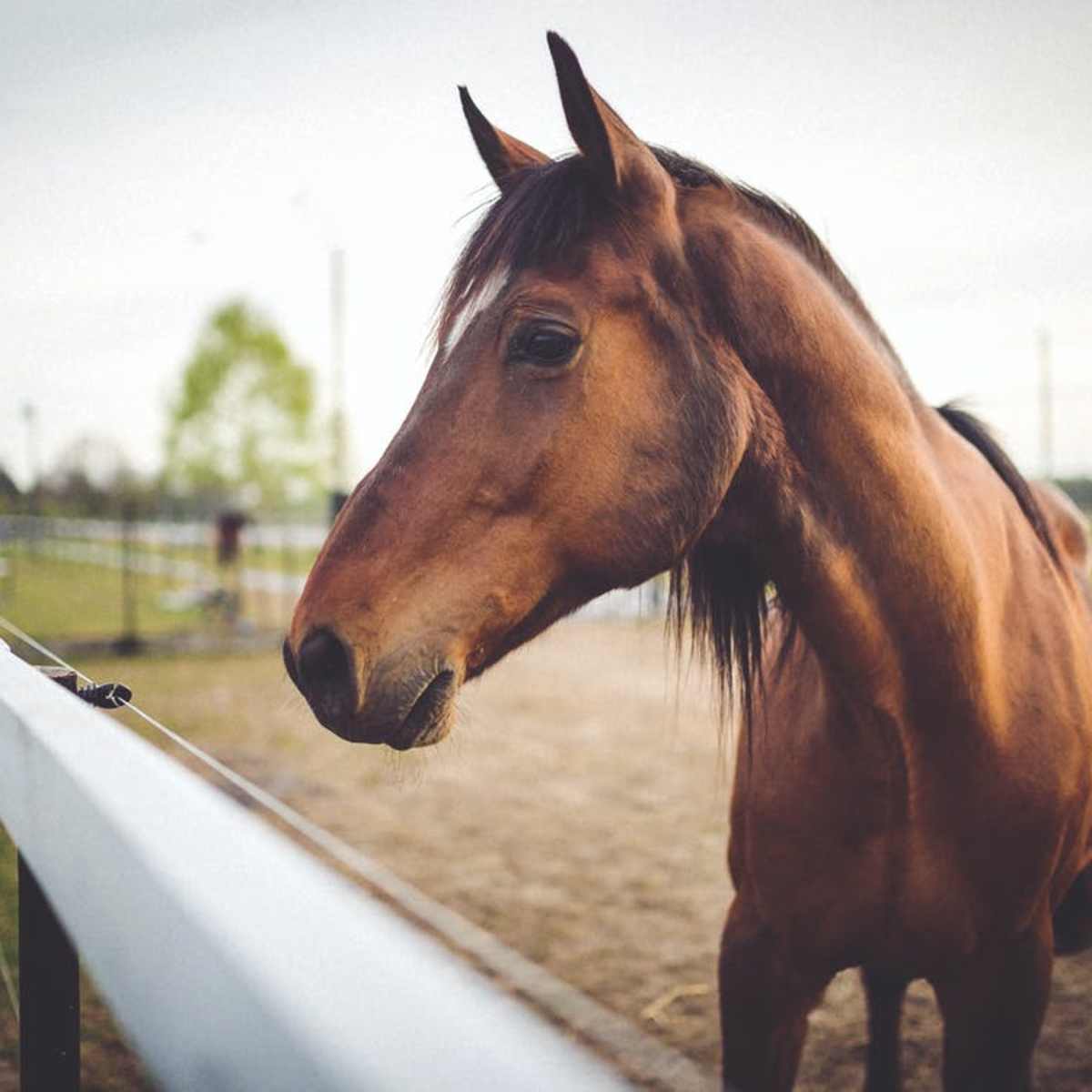 How Much A Horse Cost Check Spelling Or Type A New Query Srkkkonzchzhn