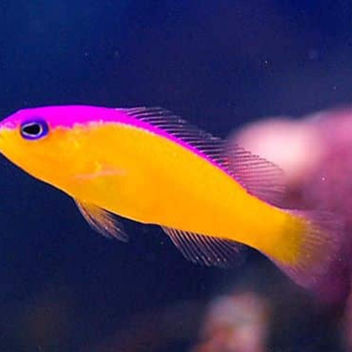 bicolor dottyback size