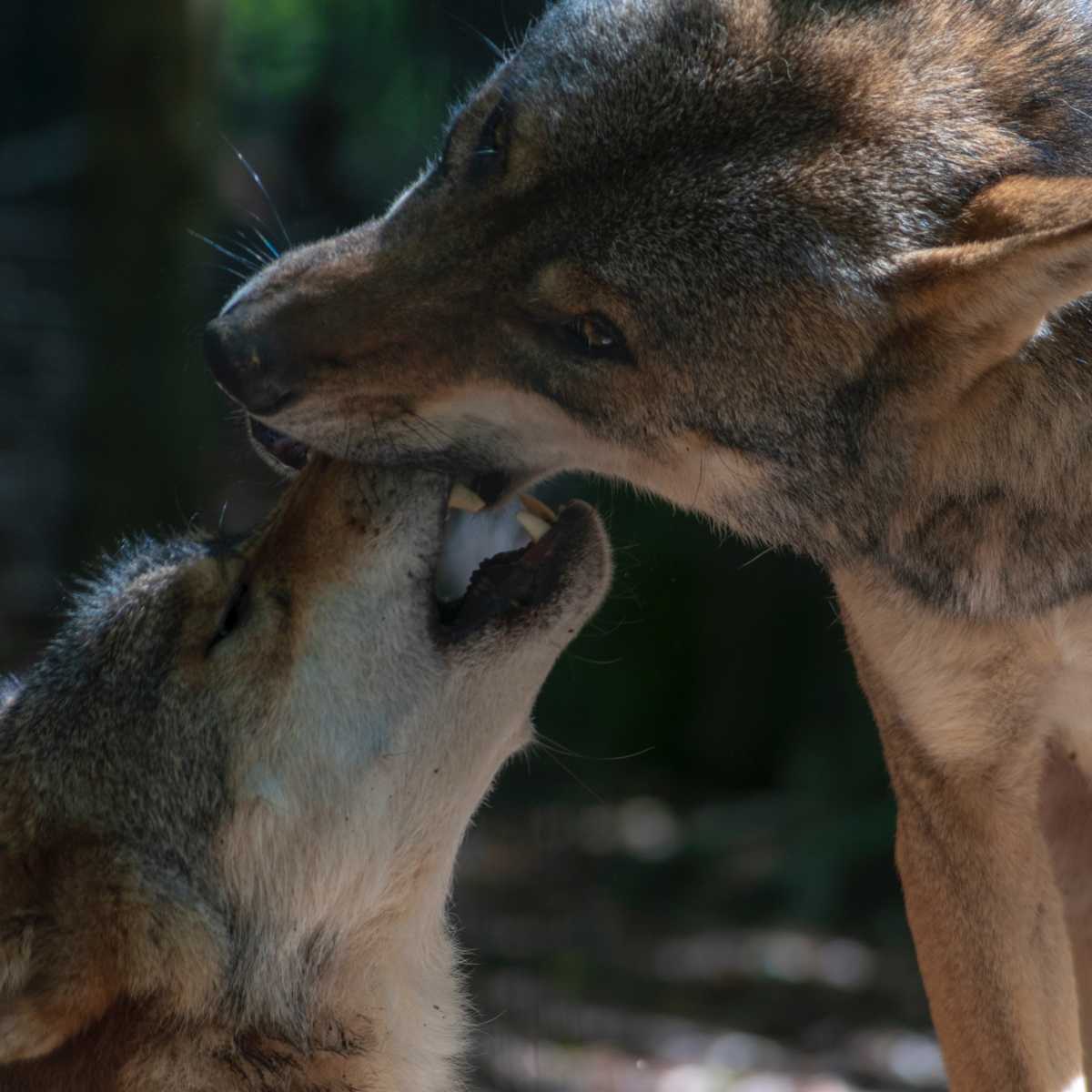 How Many Times Were Dogs Domesticated From Wolves