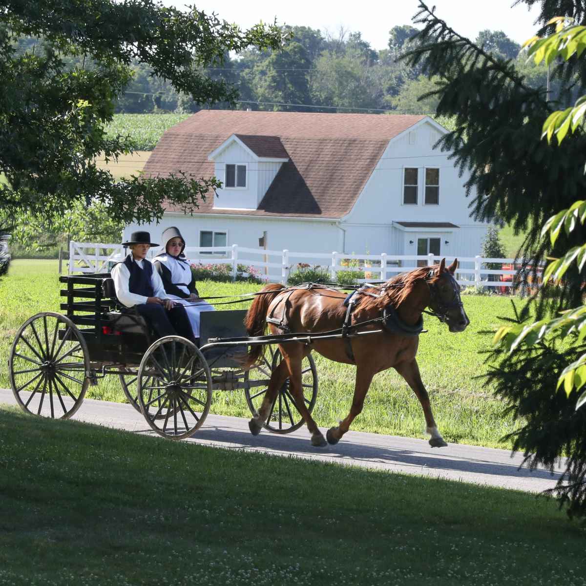 Do The Amish Eat Dogs Do The Amish Eat Dogs