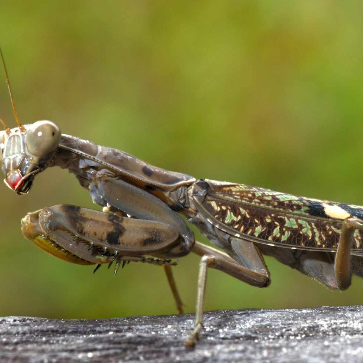 The Role of Beneficial Insects In Urban Agriculture