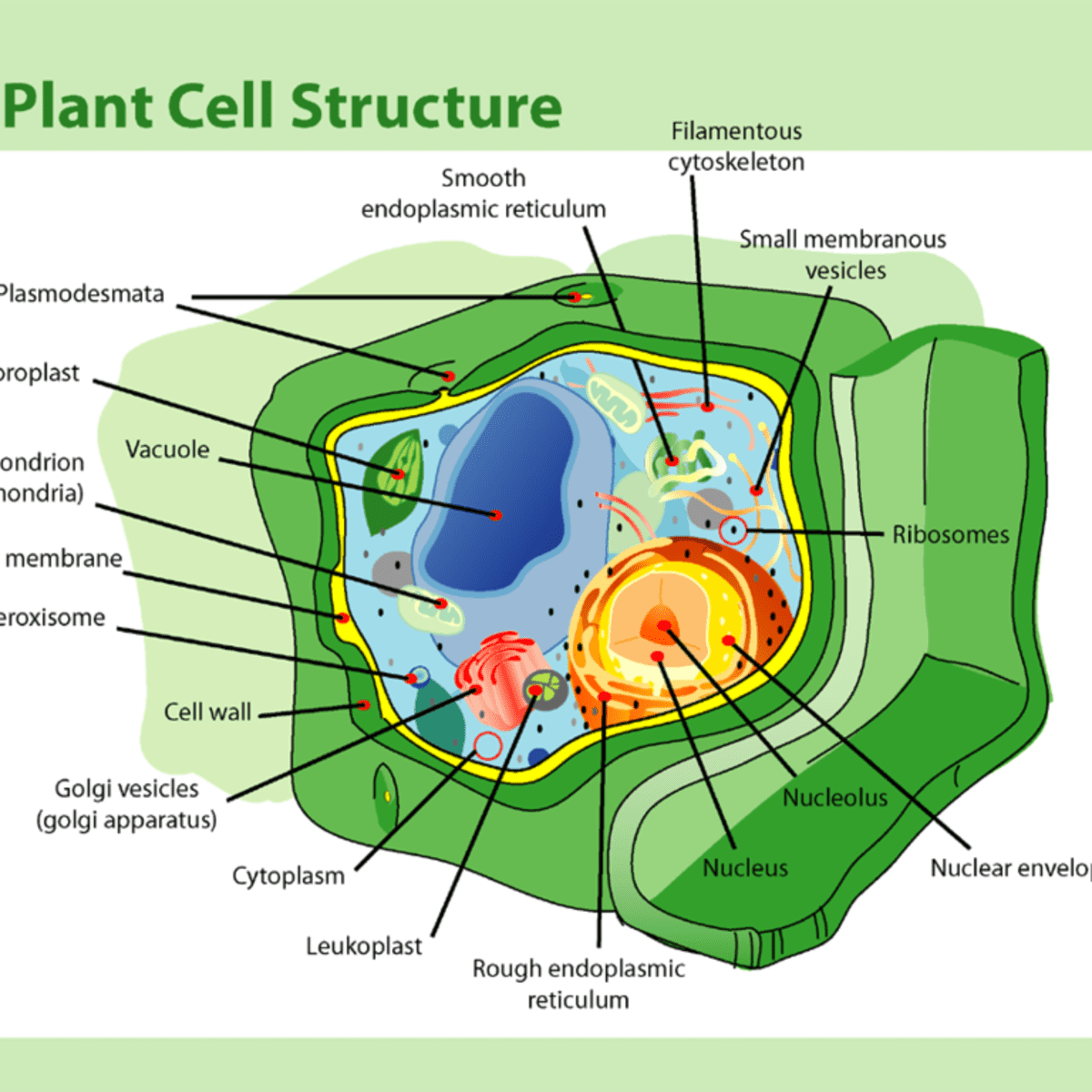 Diagram Of Plant Parts And Functions Diagram Of Plant Parts And Functions
