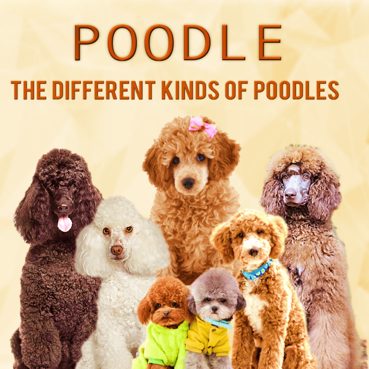 What Breed Of Dog Makes Up The Poodle