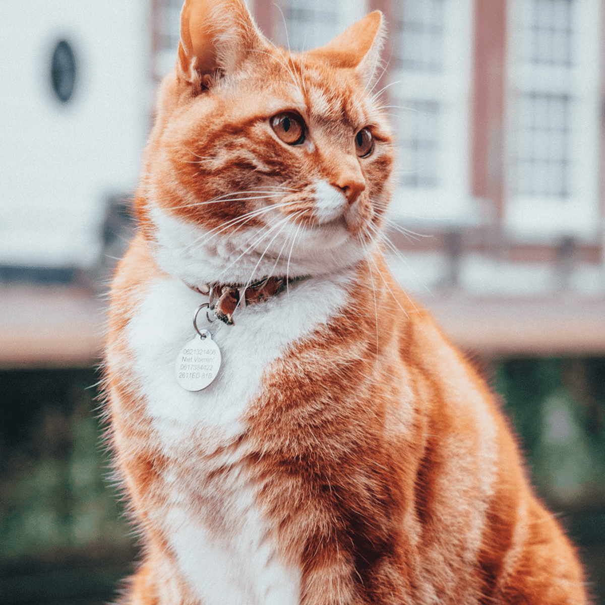 Best Female Cat Names Ever