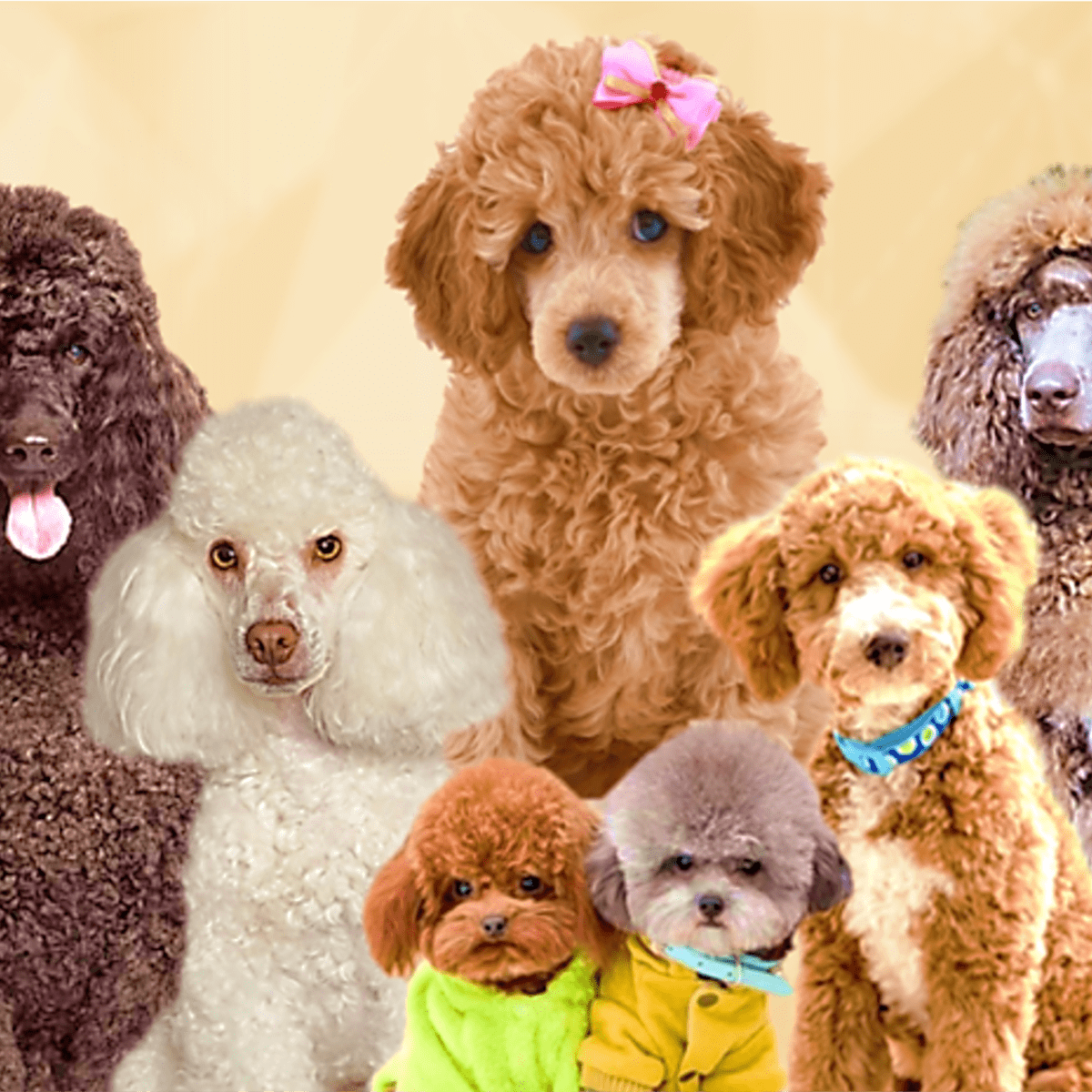 miniature poodle types